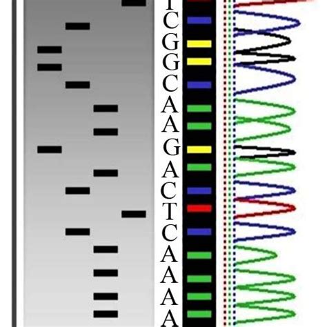 Modern Dna Sequencing And Their Correspondences On Variant Logic A A Download Scientific