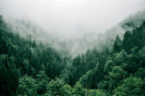 Forest Photography How To Capture The Majesty Of Trees Skillshare Blog