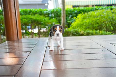 비글분양 사랑스러운 애기 강아지 땅이 웰시코기분양 프렌치불독분양 보스턴테리어분양 이탈리안그레이하운드분양 베들링턴테리어분양 셔틀랜드쉽독분양 코카스파니엘분양 퍼그분양 비글