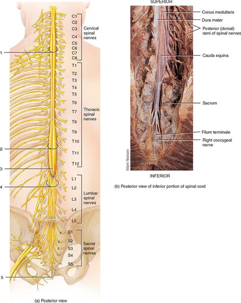 Spinal Cord And Nerves Diagram Quizlet