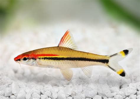 Coburg Aquarium Torpedo Barb