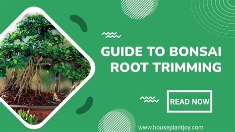 Guide To Bonsai Root Trimming HouseplantJoy Com