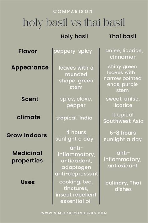 Holy Basil Vs Thai Basil Simplybeyondherbs