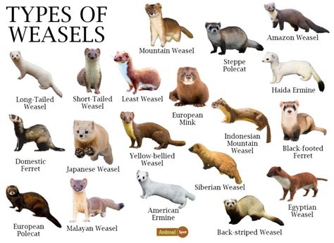 Weasel Facts Types Diet Reproduction Classification Pictures