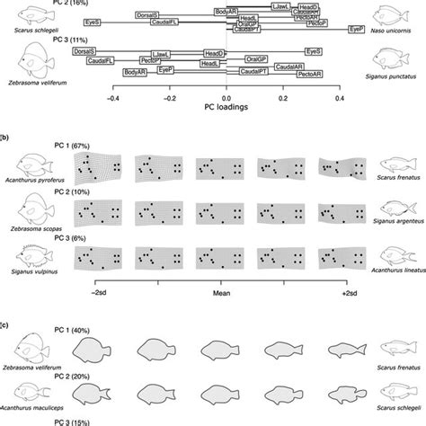 Diagram Indicating The Main Dimensions Of Morphological Variation
