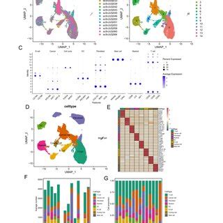 Analysis Of Cell Subsets Of Single Cell RNA Sequencing ScRNA Seq From
