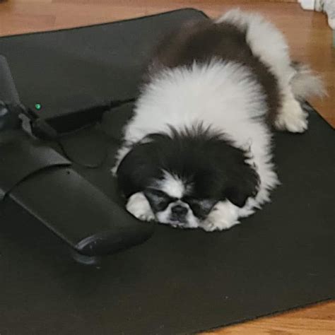 Must Love Pekes Sweet Nan Farewell