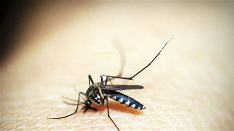 13 души са починали само тази година от Западнонилска треска в Гърция Новини бг