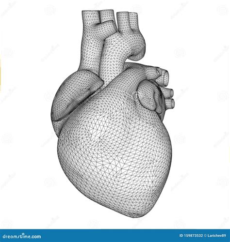 Polygonal Human Heart In Low Poly Polygon Style Wireframe Concept Stock Illustration