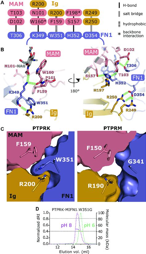 Dimerization Interface Of The Ptprk Mifn1 Structure A Schematic