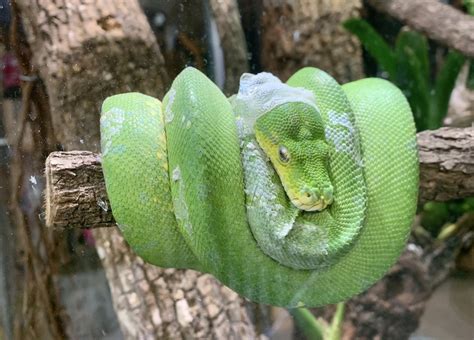 Photo GREEN PYTHON By Trevorp OurArtCorner