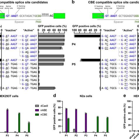 Off Target Activities Of Various Abe And Cbe Variants With 50