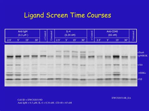 Ppt Antibody Lab B Cell Ligand Screen Powerpoint Presentation Free Download Id4647030