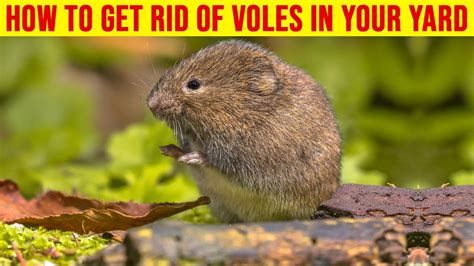 How To Get Rid Of Voles In Your Yard 7 Best Ways To Get Rid Of Voles
