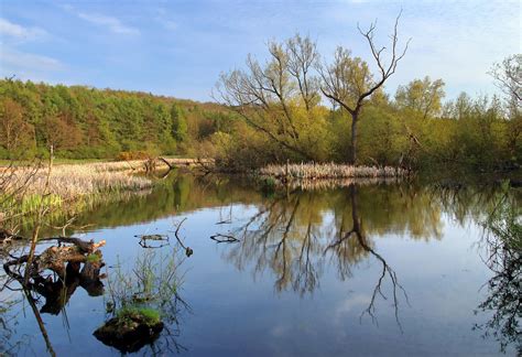 200 Free Marshlands And Wetland Images Pixabay
