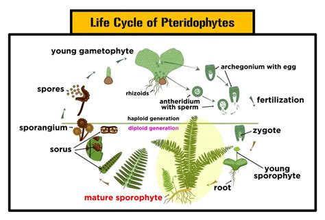 Pteridophytes A Comprehensive Guide To Its Characteristics