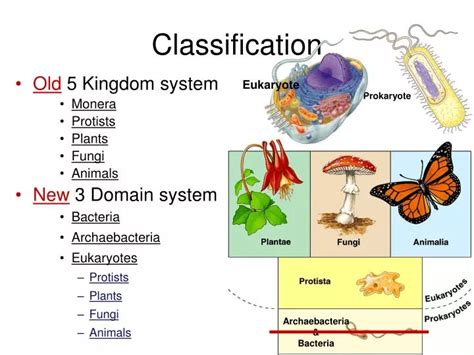 Ppt Classification Powerpoint Presentation Free Download Id6847483