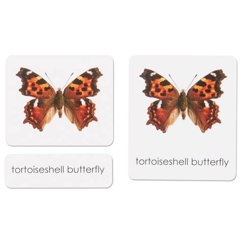 Invertebrates Classification Starter Set Montessori Services