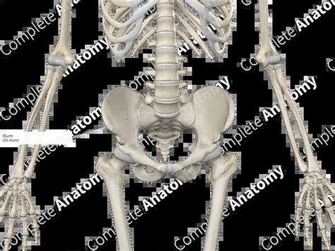 Ilium Complete Anatomy