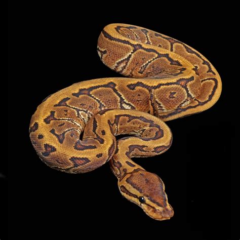 Cobras Python Espécies Cuidados E Dicas Para Criadores