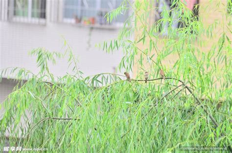 柳树摄影图 自然风景 自然景观 摄影图库 昵图网