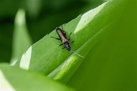 Bordered Click Beetle Free Photo On Pixabay Pixabay