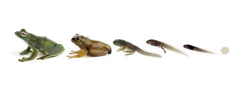Bullfrog Tadpole Stages