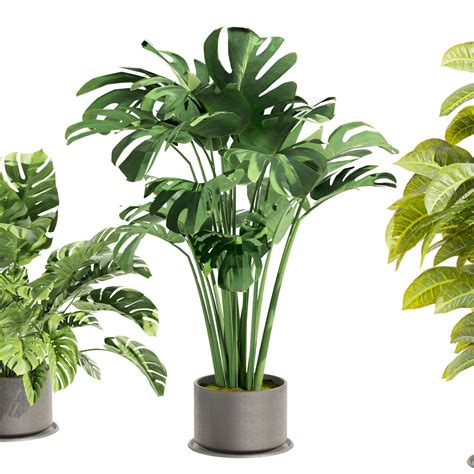 Collection Plant Vol 460 Indoor Corton Banana Monstera 3d Model Cgtrader