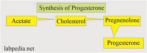 Progesterone Assay Labpedia Net