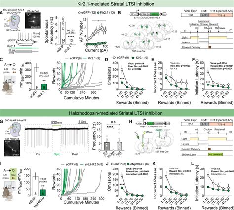 Figure 2 From Striatal Low Threshold Spiking Interneurons Regulate Goal