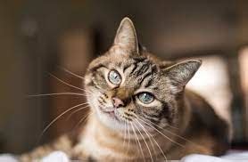 Nama Untuk Kucing Kampung Betina Yang Lucu Baik Dan Ada Artinya