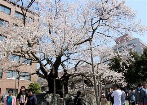 石割桜陽光浴び満開 盛岡｜iwanichi Online 岩手日日新聞社