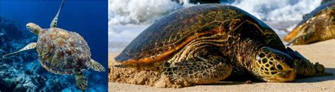 Types Of Turtles Found In Texas ID Guide Bird Watching HQ