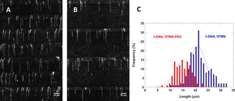 Combing λ Dna On Micropatterned Dual Functionalized Glass λ Dna Download Scientific Diagram