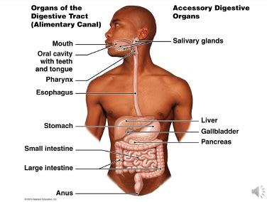 Lab Quiz Week Flashcards Quizlet