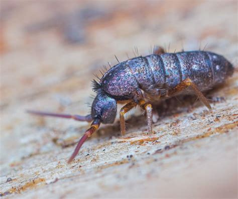 How To Get Rid Of Springtail Bugs From Your House Top Tips From Pest Control Experts