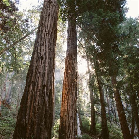 Fuck Yeah Trees Oldfuckyeahtrees Tumblr Blog Tumlook