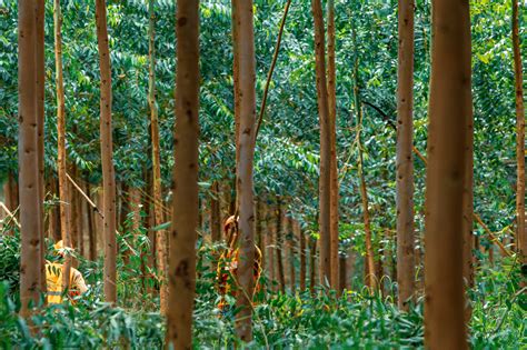 Apple Expands Innovative Restore Fund For Carbon Removal Apple