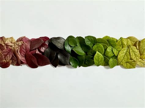 The Color Pallet JUJUWANG