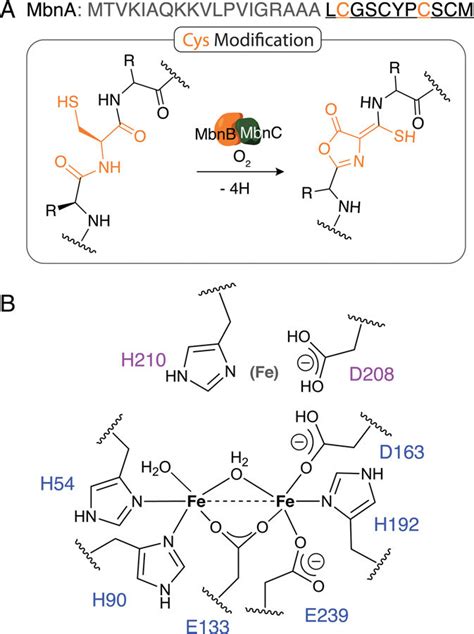 Reaction Catalyzed By Mbnbc And A Model For The Mbnb Fe Binding Site
