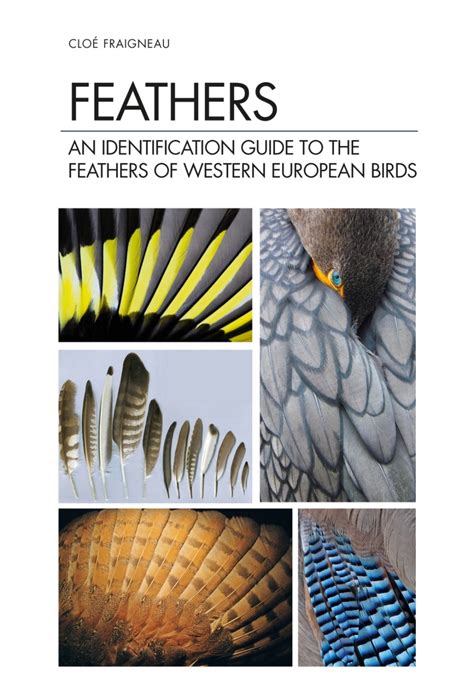 Feathers An Identification Guide To The Feathers Of Western European