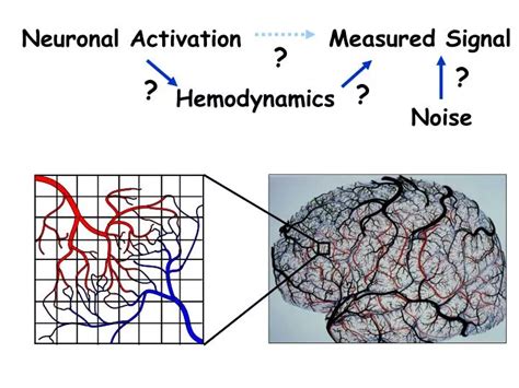 Ppt Neuronal Activation Powerpoint Presentation Free Download Id