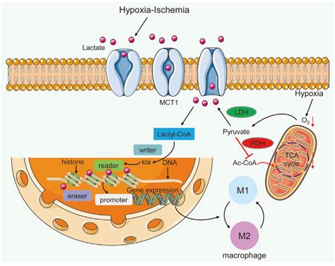 2024国自然热点剖析 新晋热点乳酸化修饰，确定不蹭一下？ 知乎
