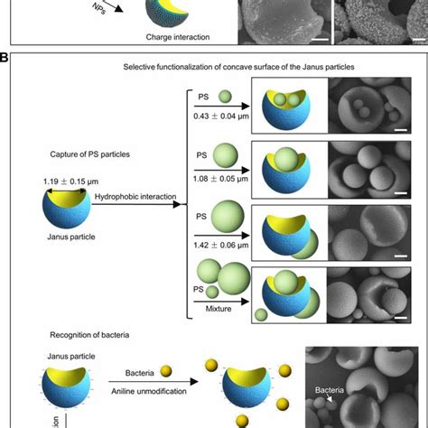 Selective Surface Functionalization Of The Janus Particles A