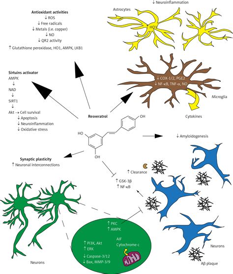 Resveratrol And Cognitive Decline A Clinician Perspective