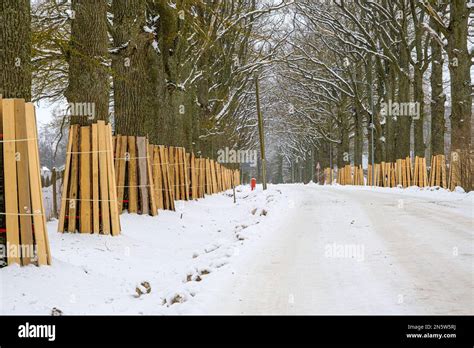 Tree Trunk Protection A Tree Trunk Covered With Boards To Protect From Damage During A Nearby