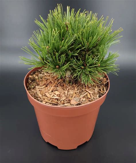 Pinus Heldreichii Smidtii Szkółka Krzewów Ozdobnych Zymon