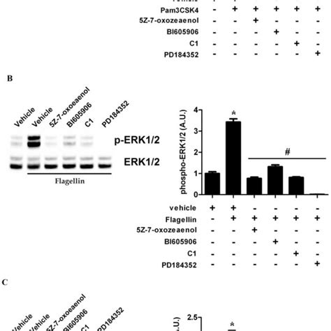 Cholangiocytes Exist In An Environment Rich Of Potential Mediators Of Download Scientific