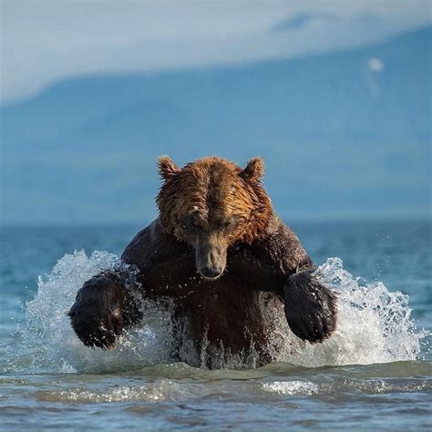 как мощны мои лапищи как я хорош смешные картинки и другие приколы