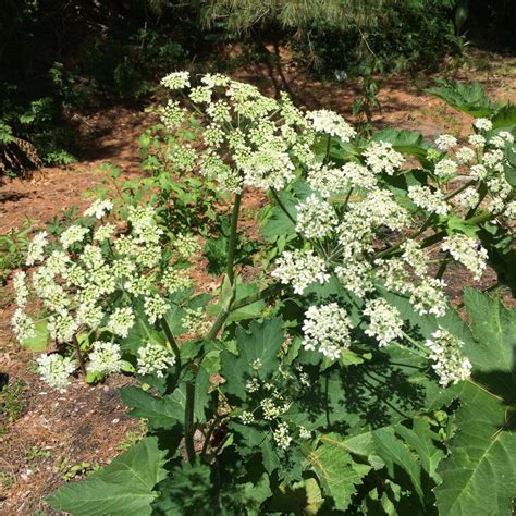 Cow Parsnip Maine Ecotype Experimental Farm Network Seed Store
